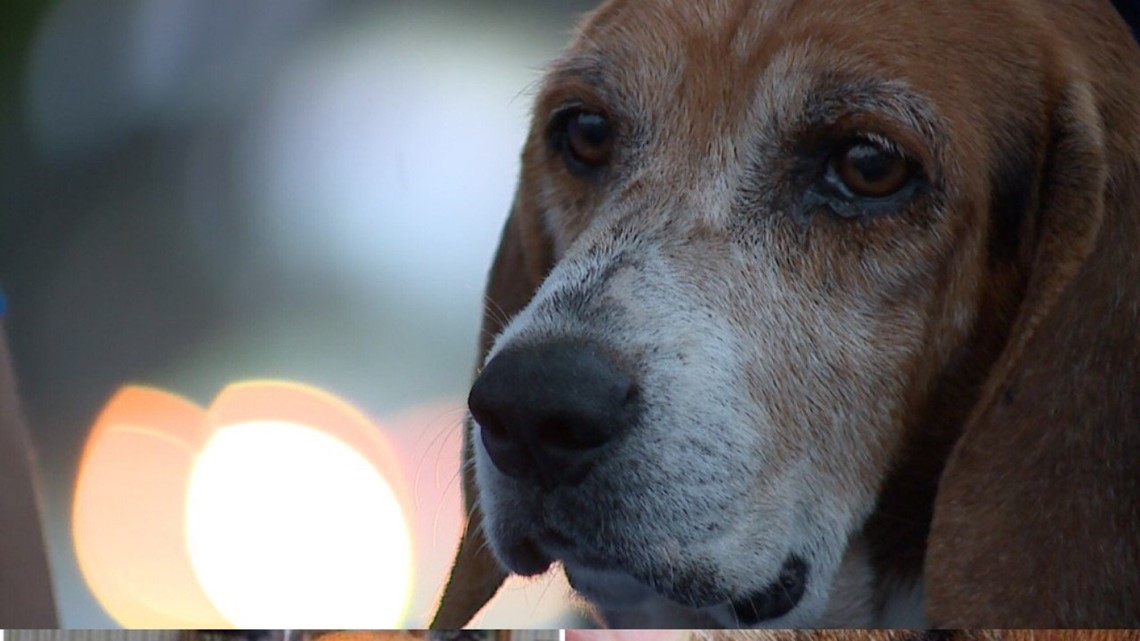 Beagle Fighting For Life His After Getting Shot and Stabbed, Reward ...