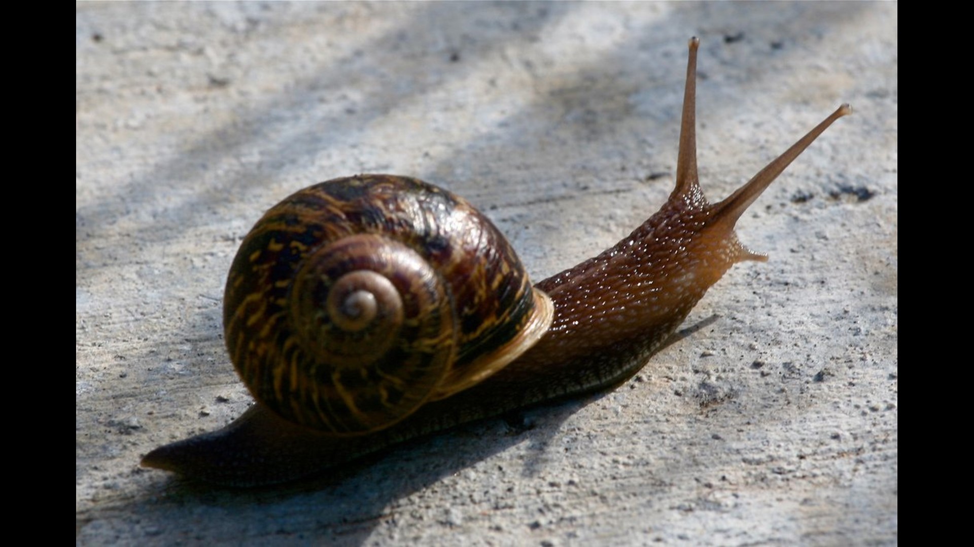 Scientists Transplant Memory From One Snail to Another – So, What Does ...