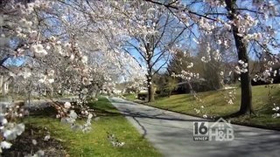 Sights and Sounds of Spring | wnep.com