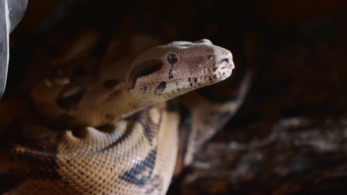 Wham Cam: Snakes in Ireland? | wnep.com