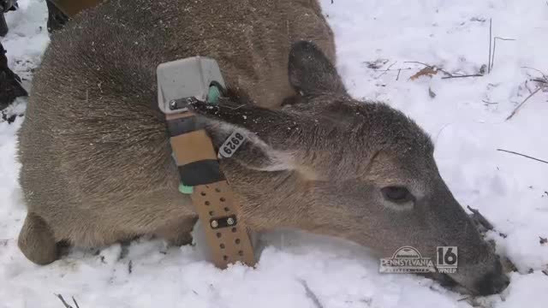 Talking with the Deer Biologist (Buck & Doe Movement Research) | wnep.com