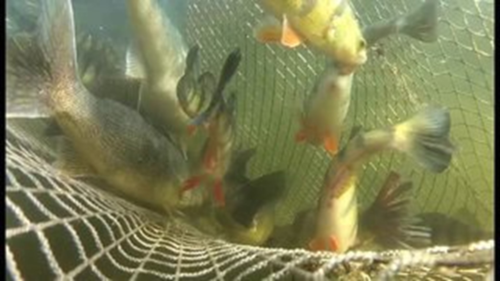 Walleye Netting | wnep.com