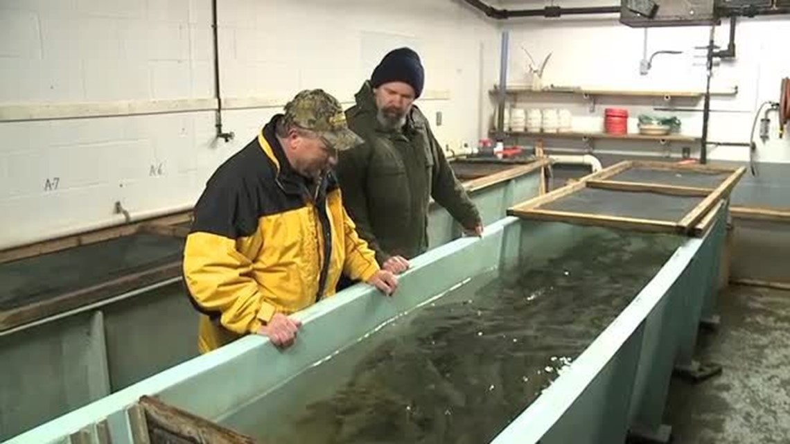 Tylersville Trout Hatchery | wnep.com