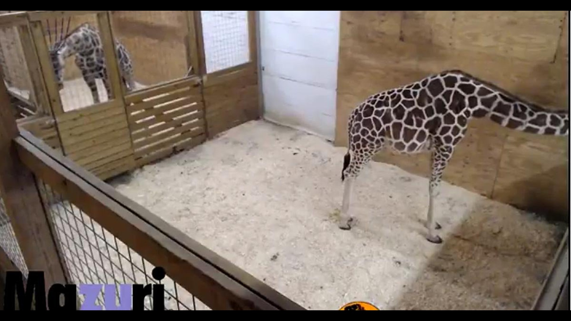 Watch: Animal Adventure Park’s Live ‘Giraffe Cam’ Restored by YouTube ...
