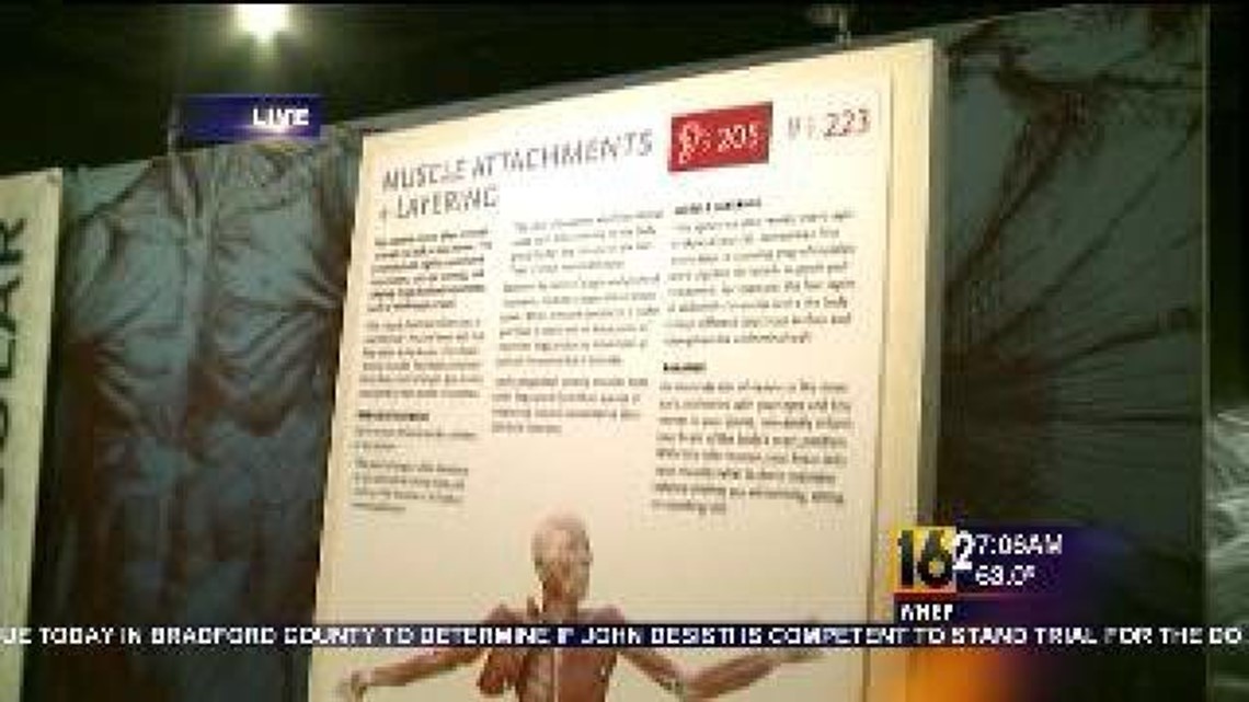 “Bodies Revealed:” Exhibit Gives Rare Look At Human Body | wnep.com