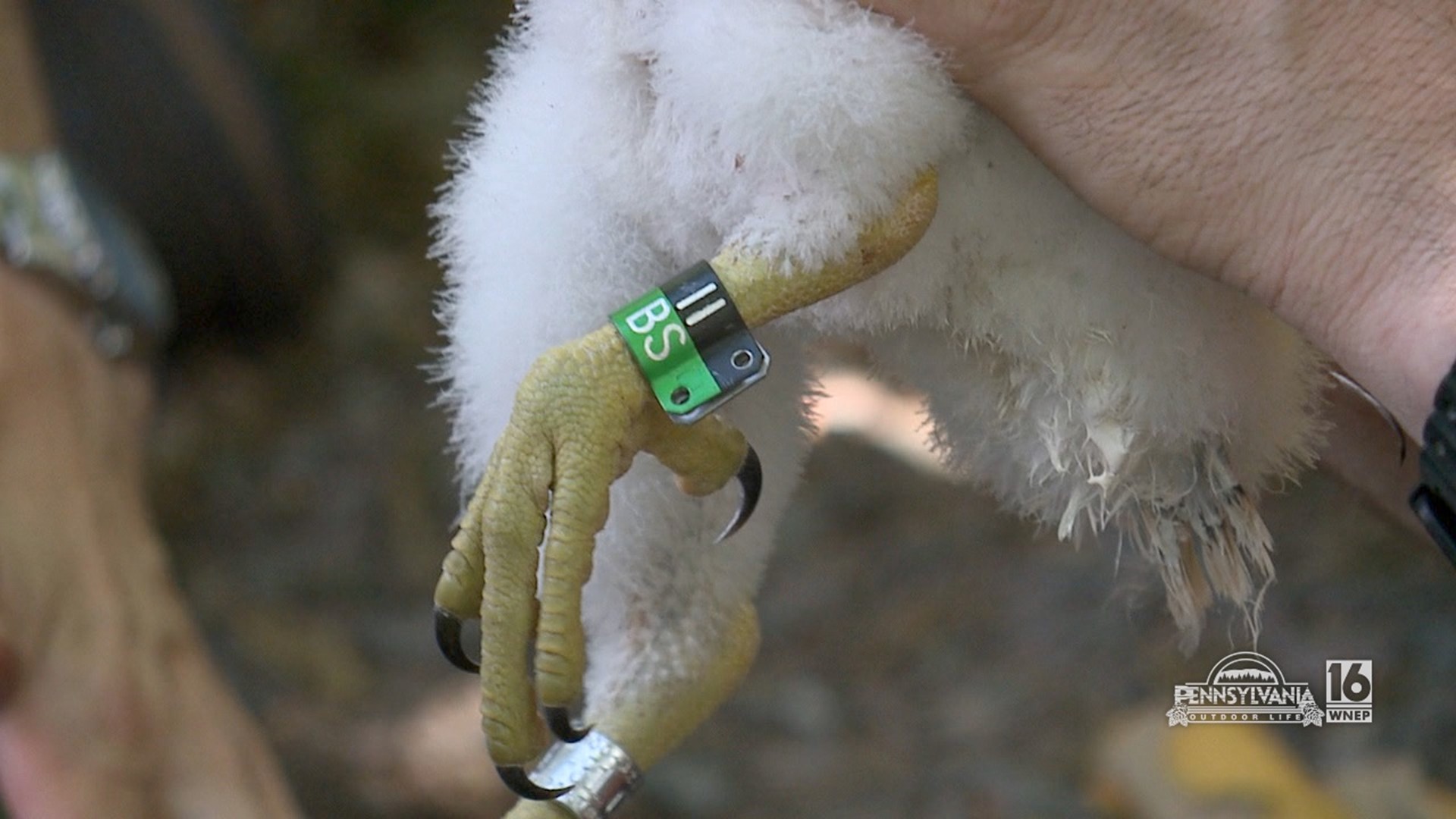 Peregrine Falcon Banding | wnep.com