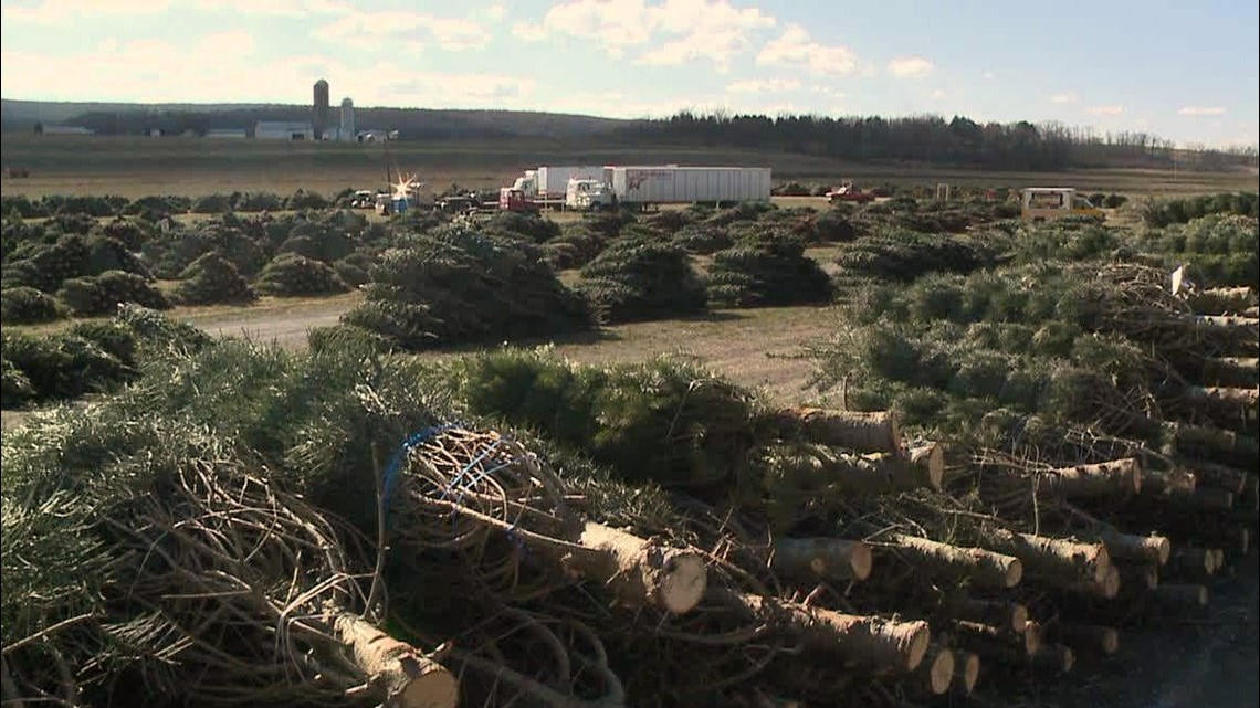 More Than 50,000 Trees Sold at “World’s Largest” Christmas Tree Auction ...