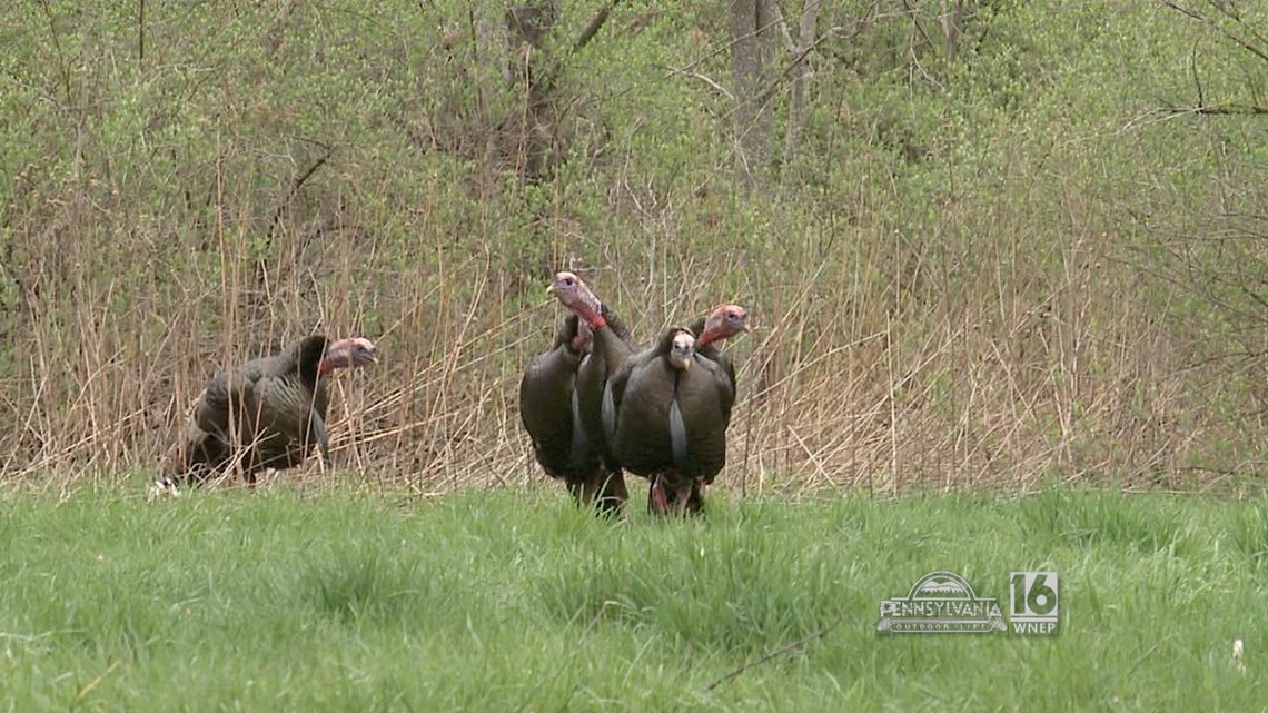 Spring Gobbler Season Advancer | wnep.com