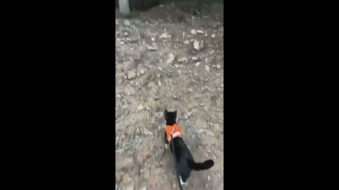 Taz the Leash-Walking Kitty! | wnep.com