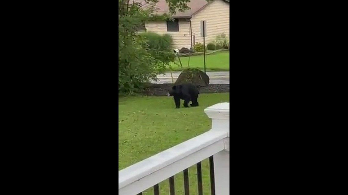 Bear in yard | wnep.com