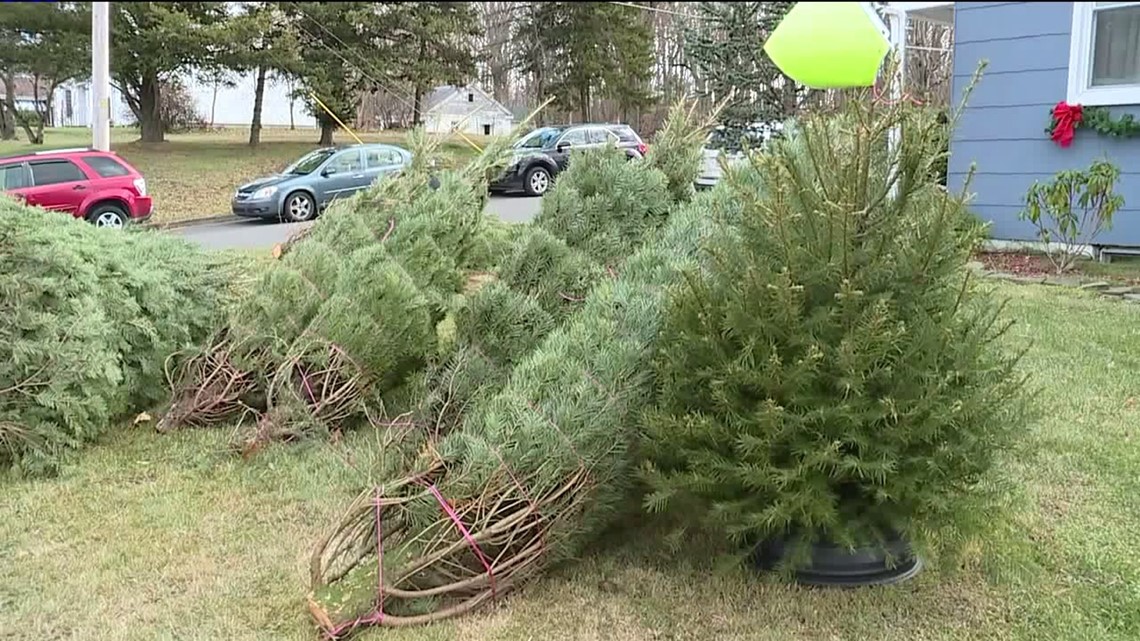 Trees for Folks in Need This Christmas | wnep.com