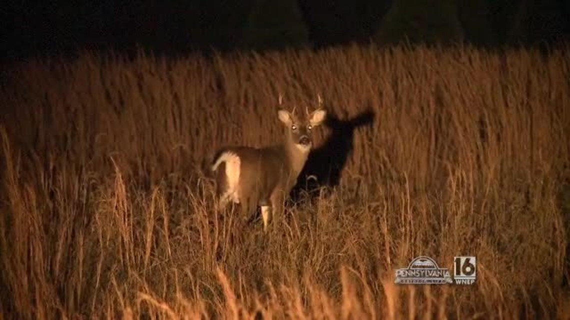Deer Spotlighting in Carbon County | wnep.com