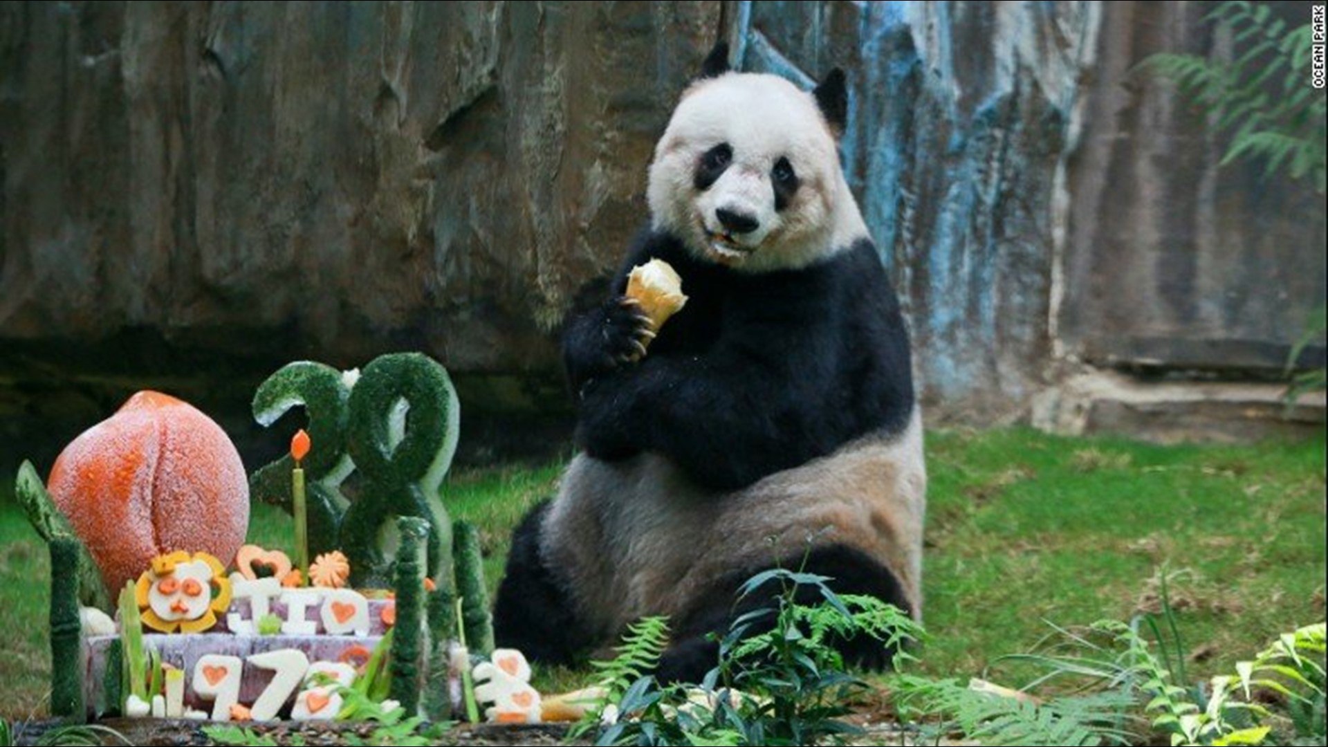 World’s Oldest Panda Jia Jia Dies in Hong Kong | wnep.com