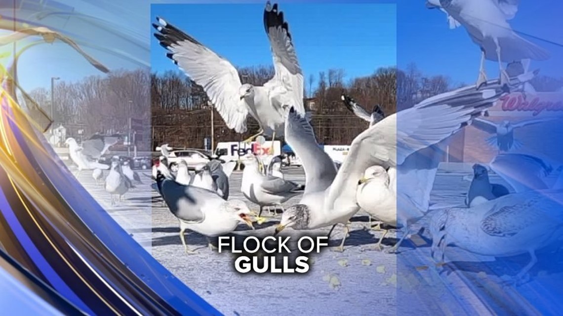 Flock of Gulls Roost in Luzerne County Parking Lot | wnep.com