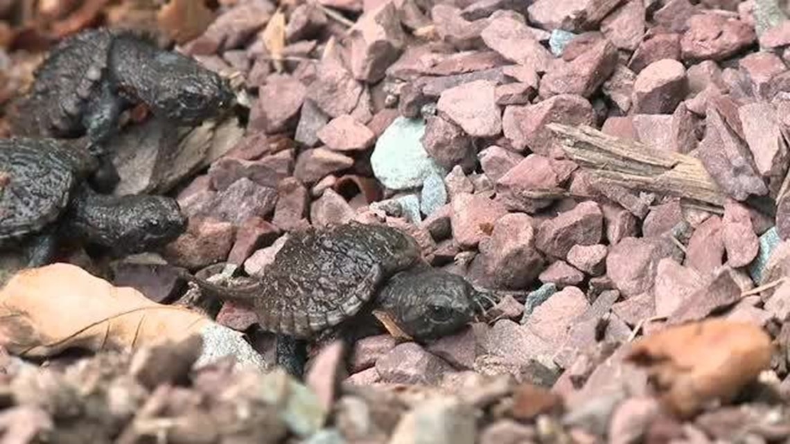 Snapping Turtle Babies | wnep.com