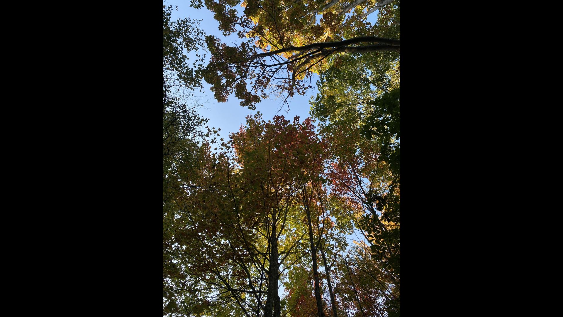 Fall Foliage Map | When and where to see the best fall colors | wnep.com