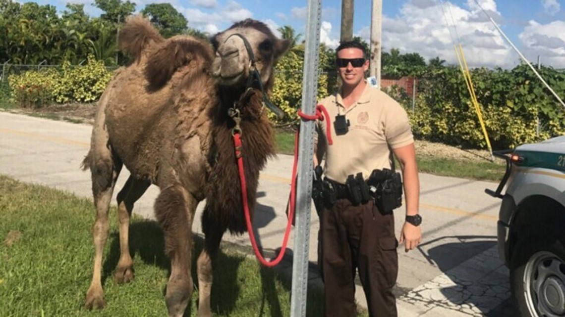 ‘What Day is it?’ Florida Cops Rescue Lost Camel on Hump Day | wnep.com
