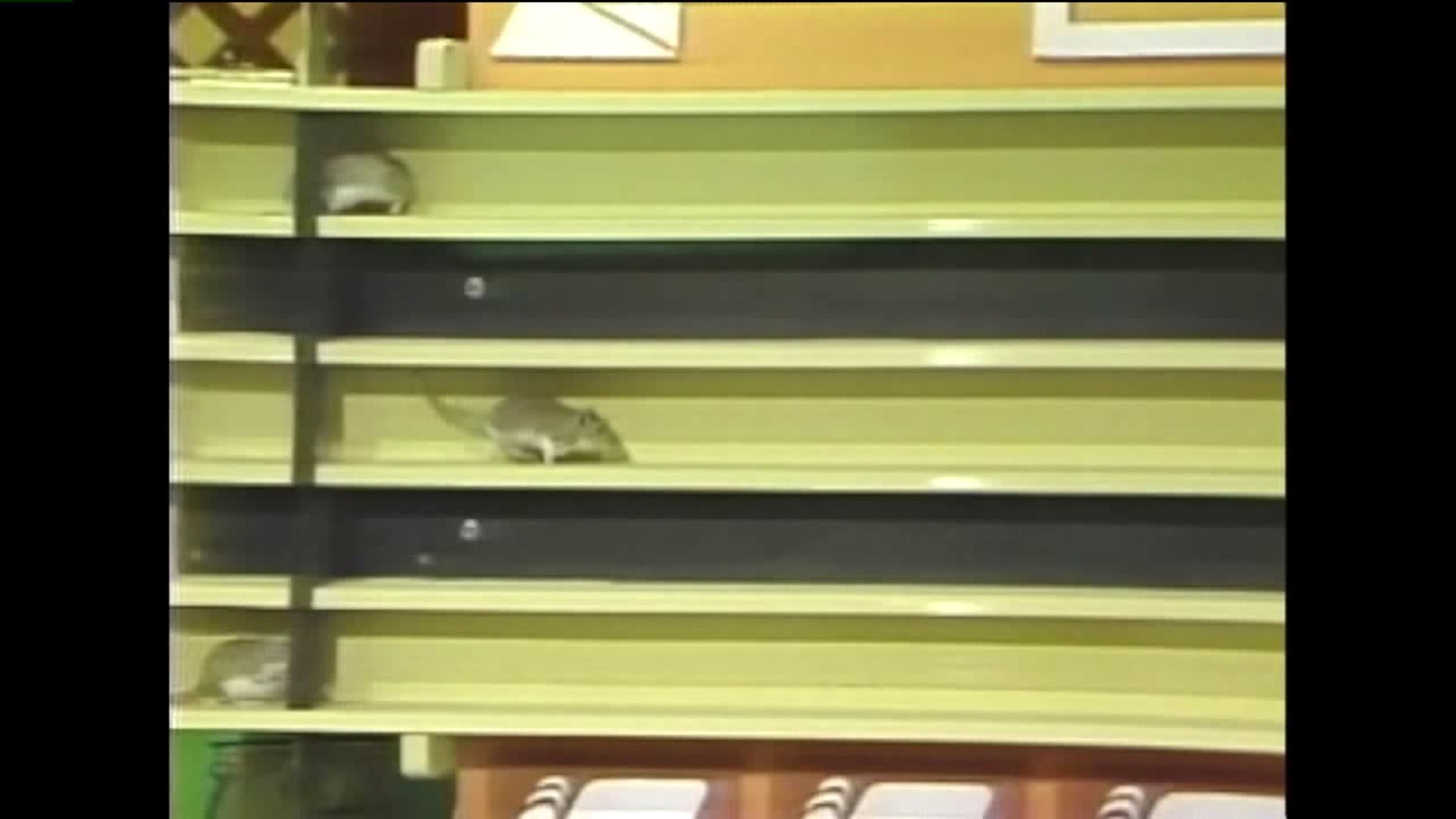 Talkback Feedback: Gerbil Racing | wnep.com