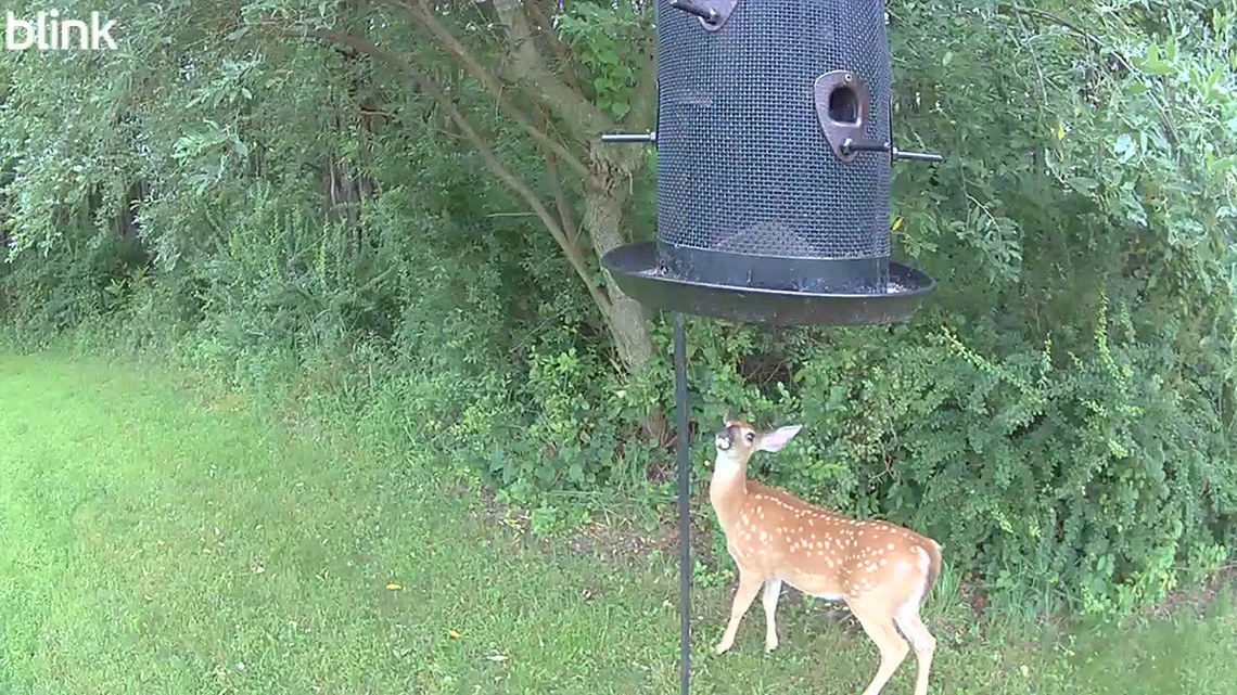 Curious fawn | wnep.com