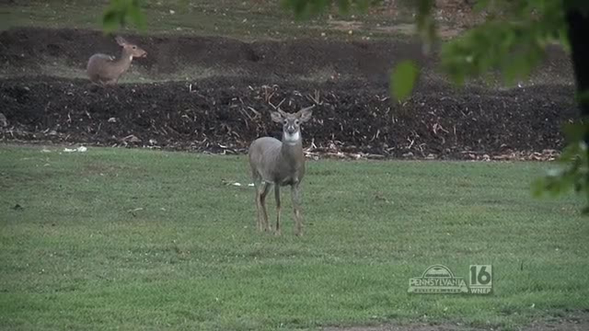 SCI Dallas Deer Hunt | wnep.com
