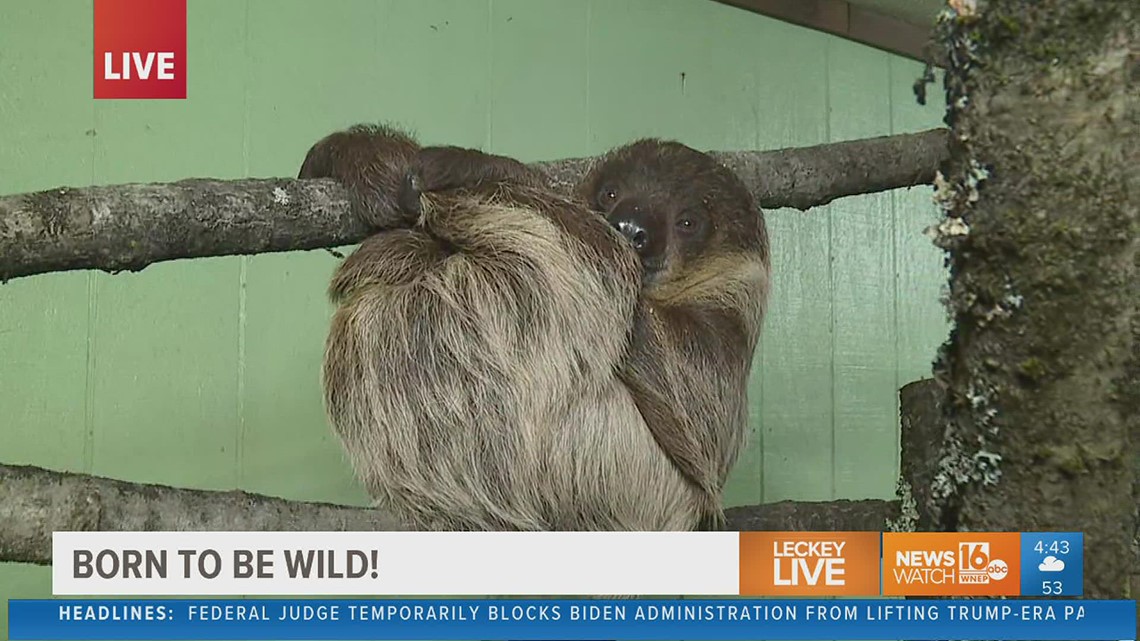 Check out the sloths at Claws 'N' Paws Wild Animal Park | wnep.com