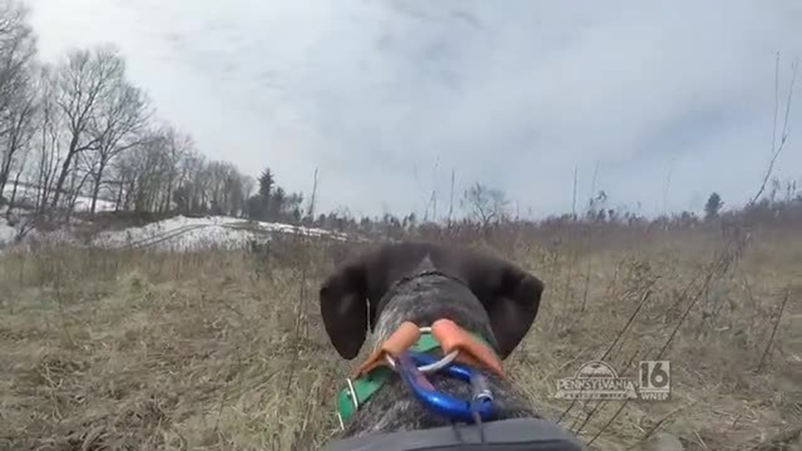 Dusty W German Shorthaired Pointers | wnep.com