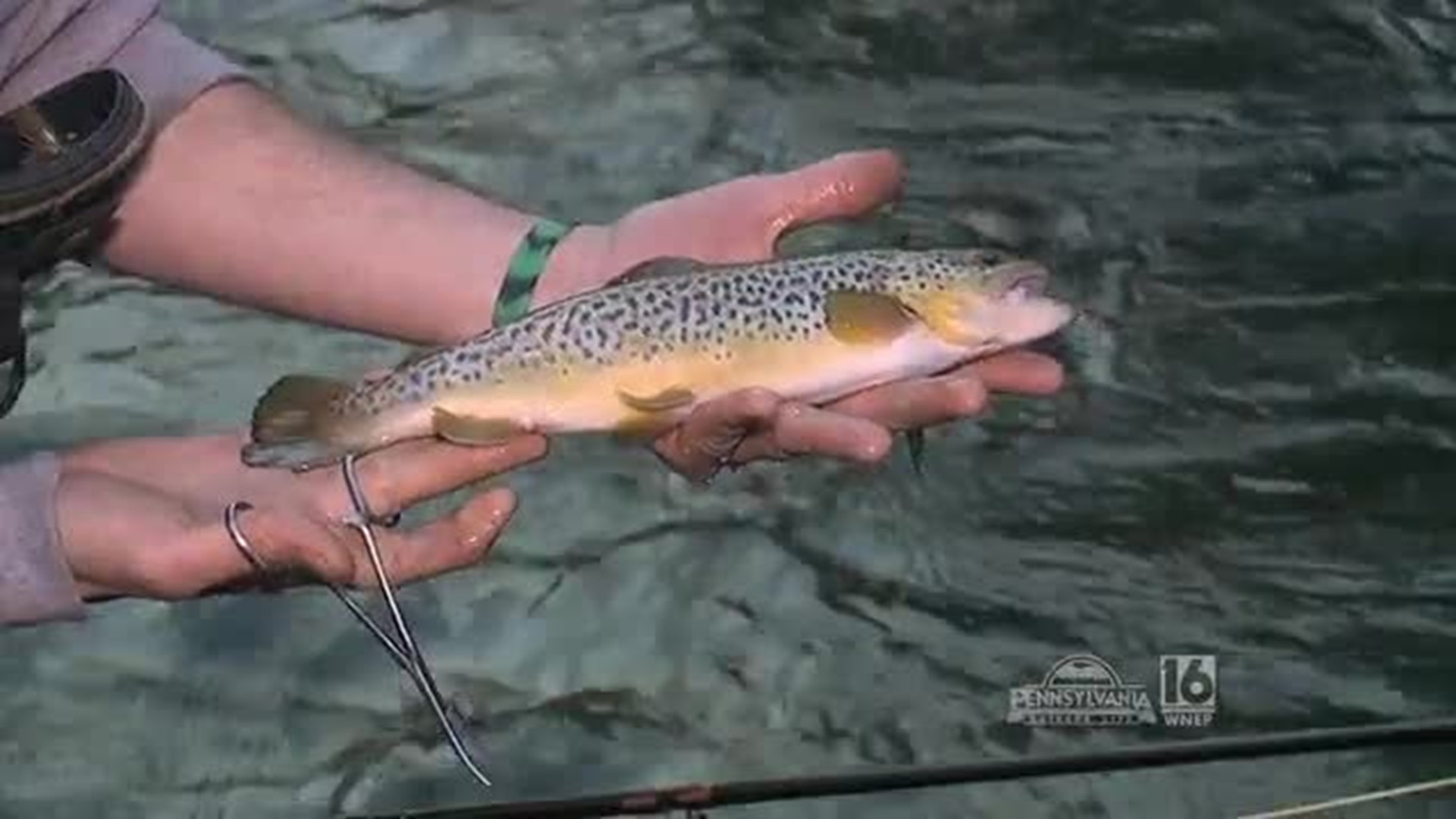Fishing the World Famous Penns Creek Green Drake Hatch | wnep.com