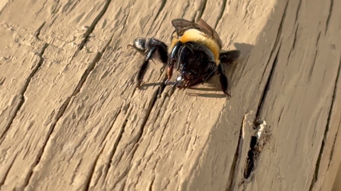 Busy Bee | wnep.com