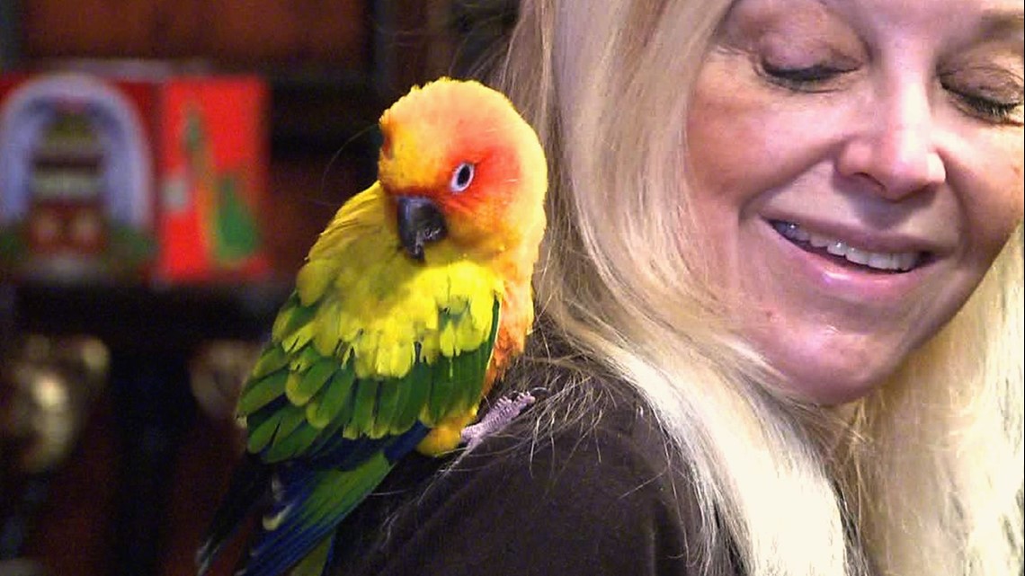 ‘Hocus Pocus,’ the Houdini Museum Parrot, Pulls Disappearing Act | wnep.com
