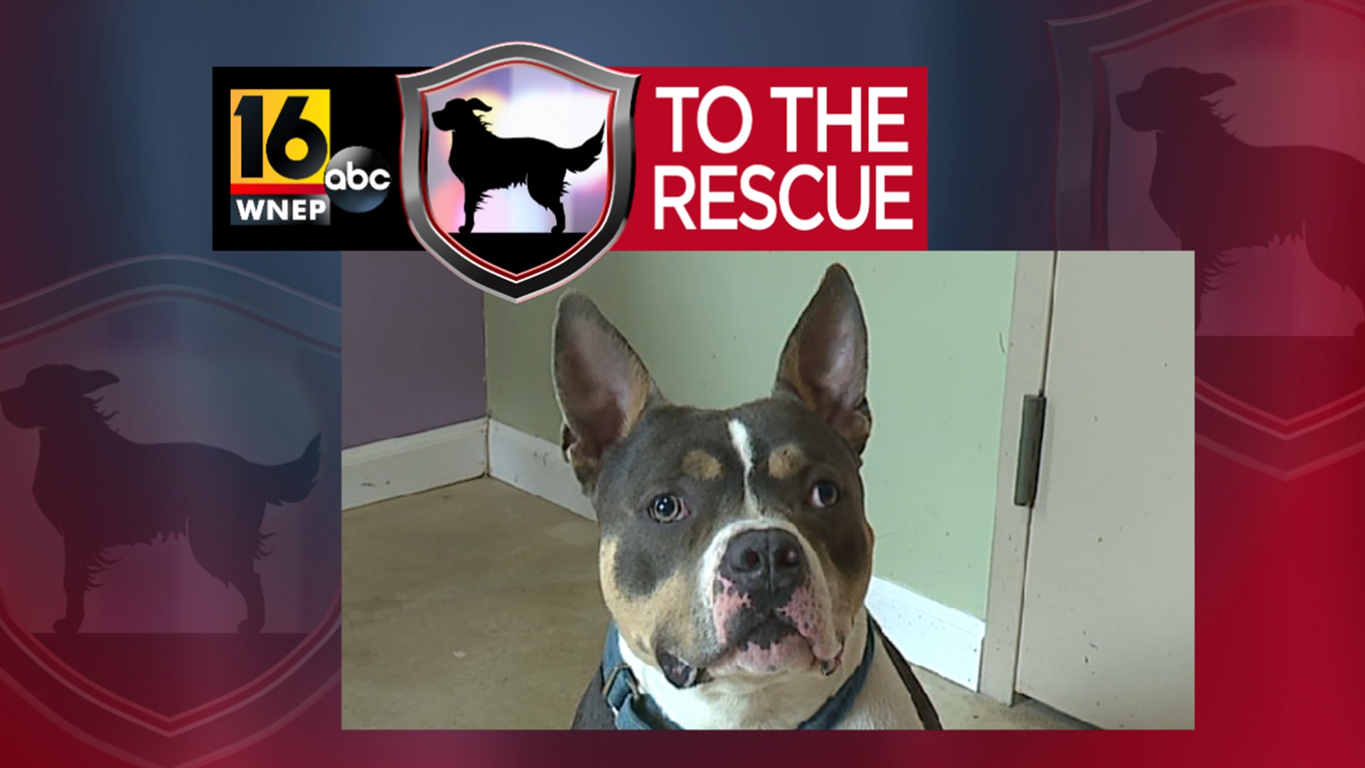16 To The Rescue: Juno | wnep.com