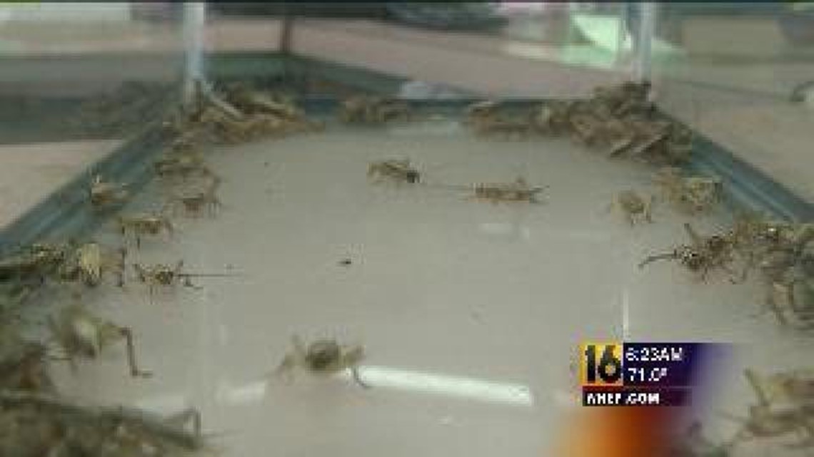 Wham Cam: Can Crickets Tell the Temperature? | wnep.com