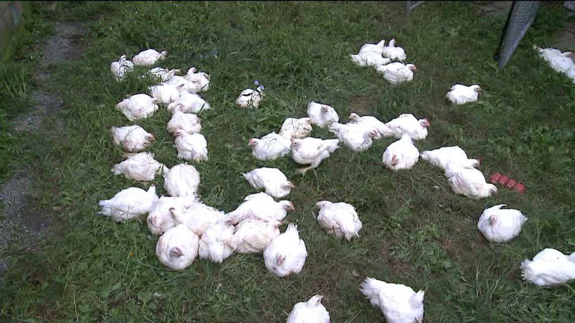 Chickens Spill onto Interstate 81 | wnep.com