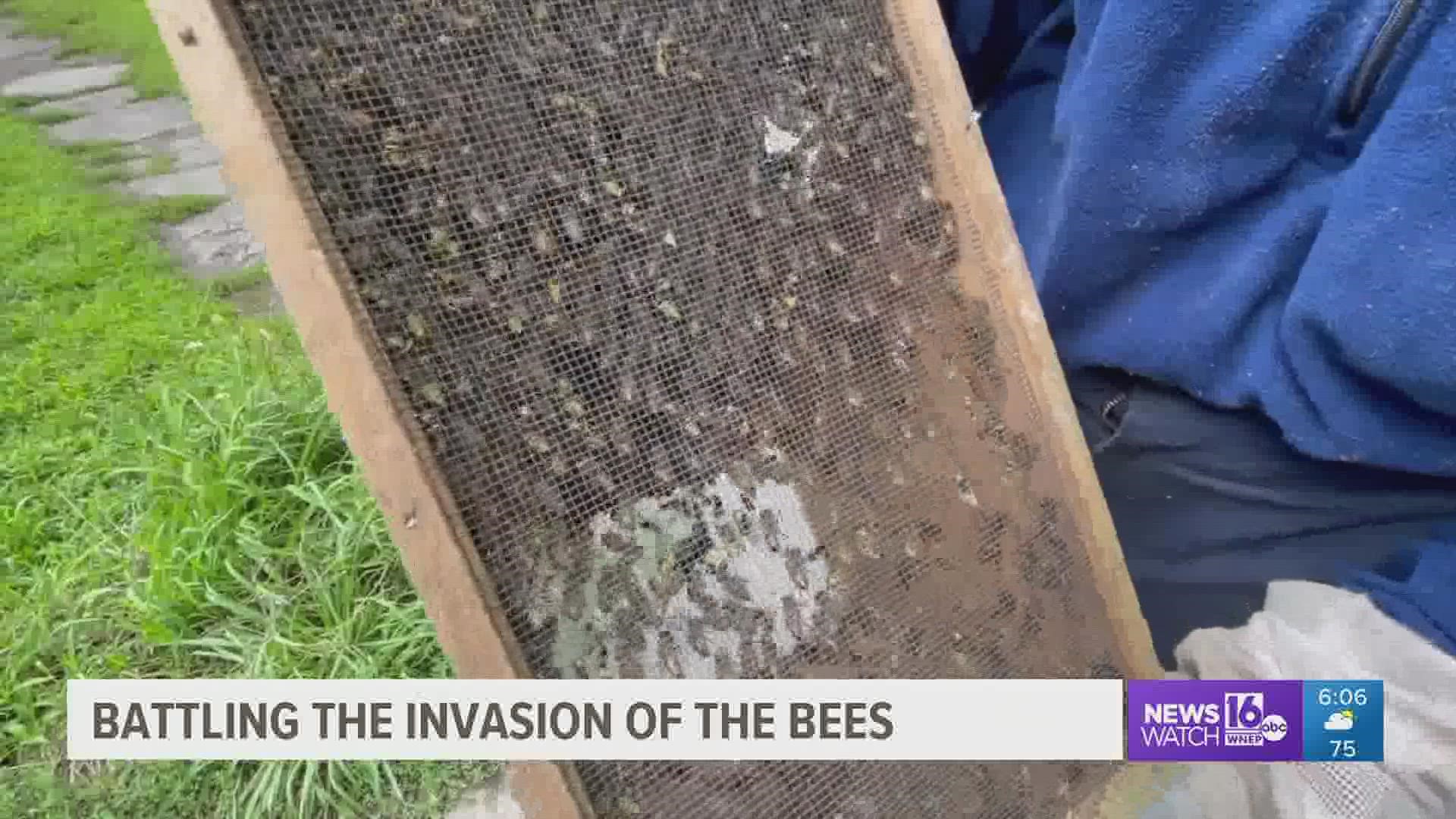 Homeowner dealing with a bee invasion in Nicholson | wnep.com