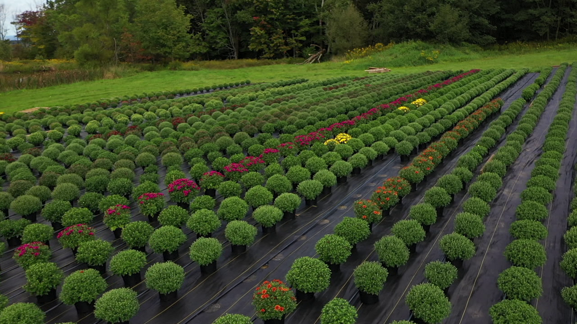 It may not be fall yet, but it's not too early to buy mums | wnep.com