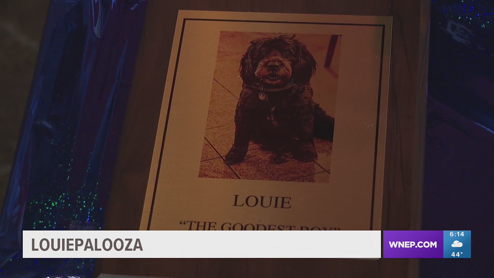 LouiePalooza celebrates beloved pup's legacy in Scranton | wnep.com