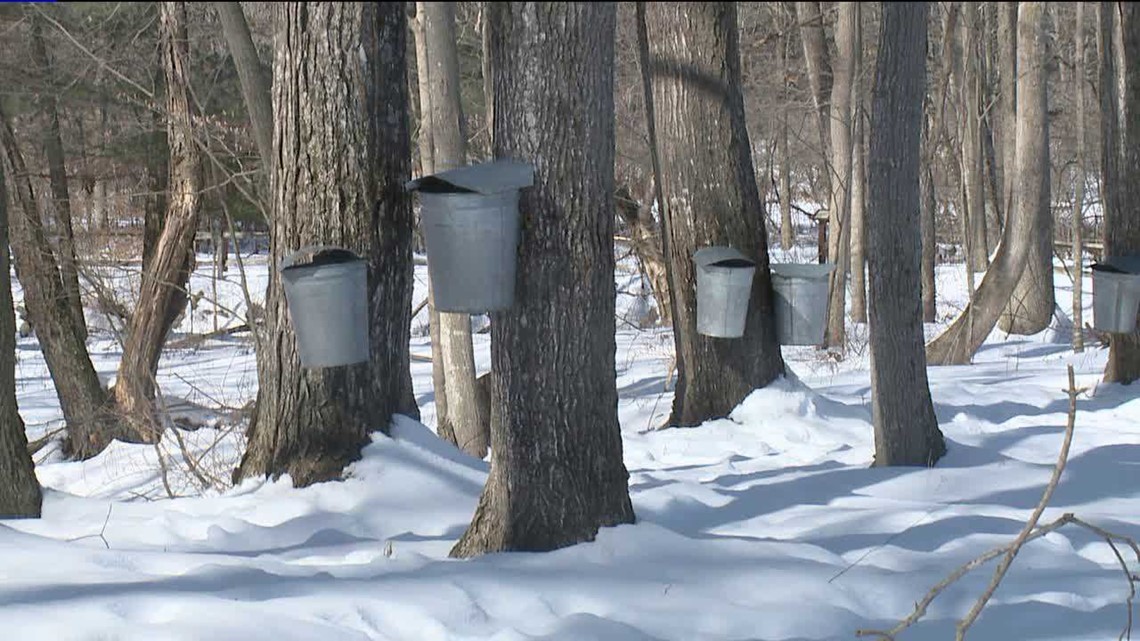 Maple Syrup Program Flows On | wnep.com
