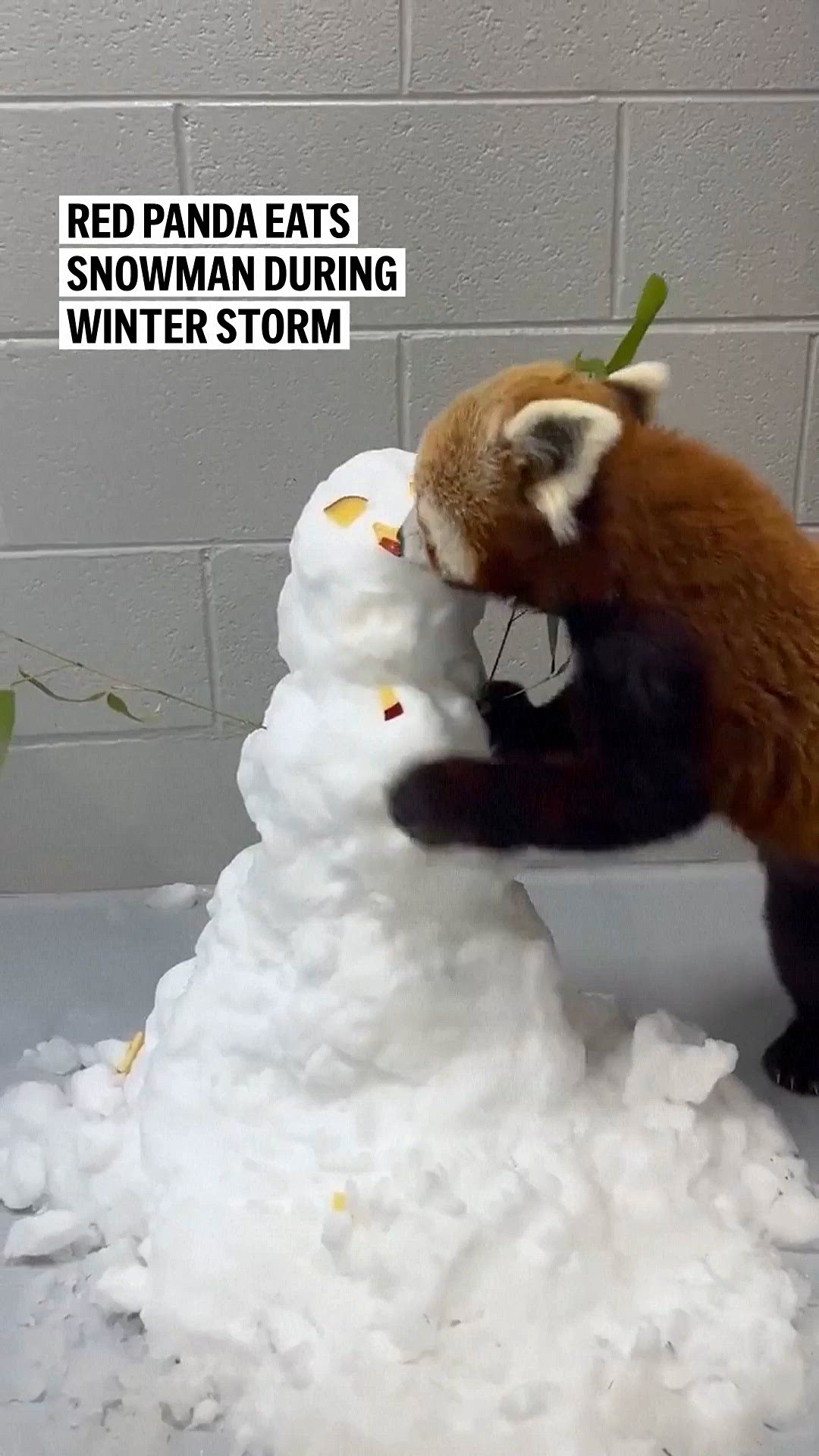 Cuteness Alert: Red panda eats snowman during Philadelphia storm | wnep.com