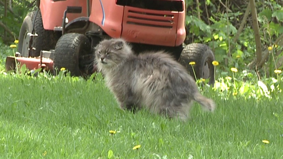 Rounding Up Stray Cats in Wyalusing | wnep.com