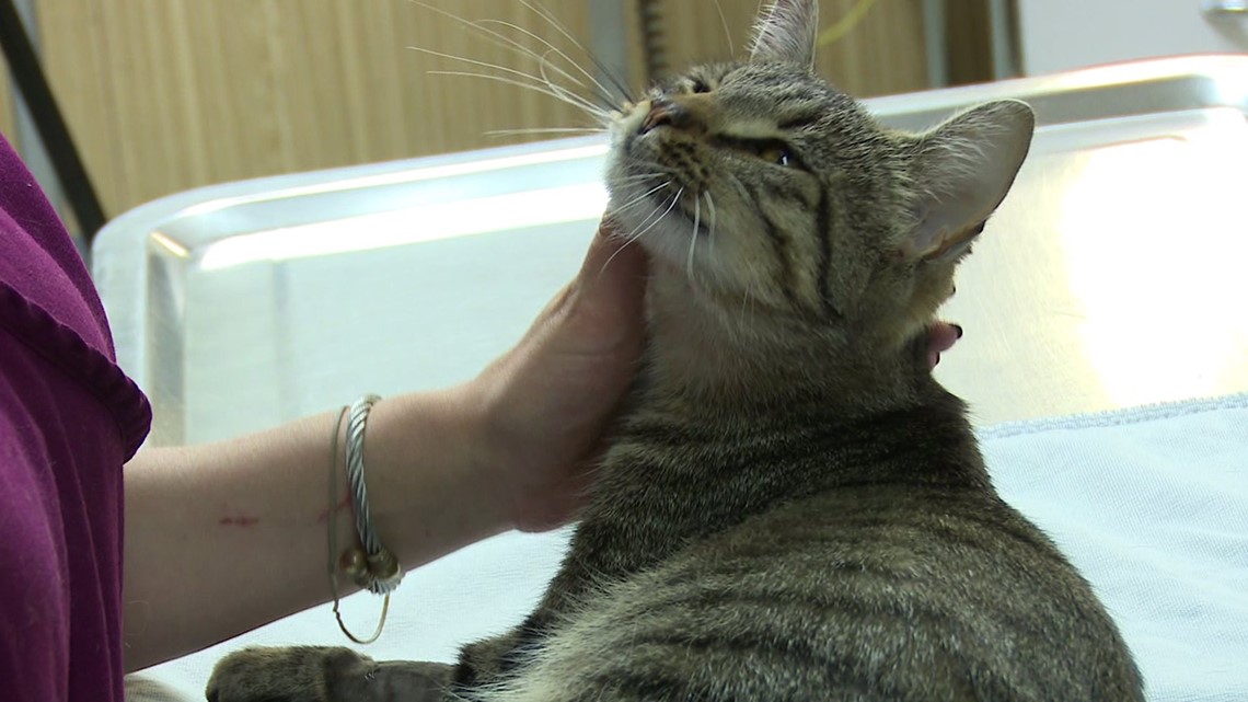 Pregnant Cat Recovers from Gunshot Wound | wnep.com