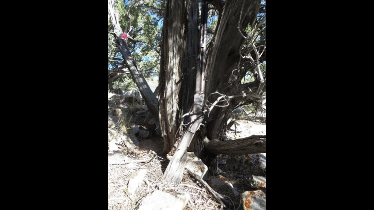 132-year-old Winchester Rifle Found Propped Against Tree in Great Basin ...