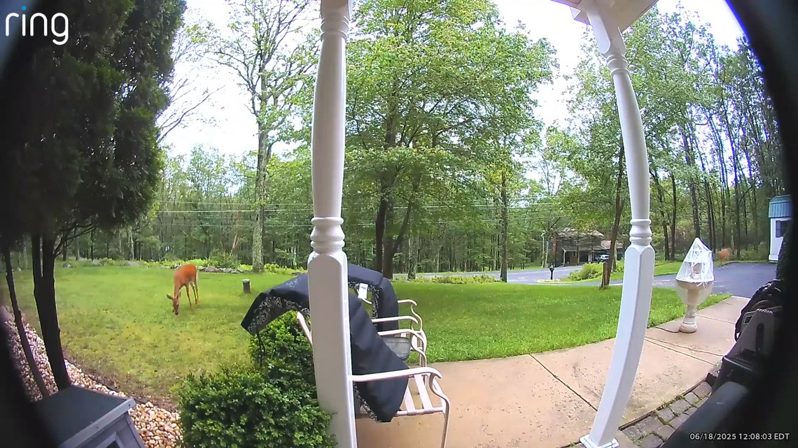 Deer battle | wnep.com
