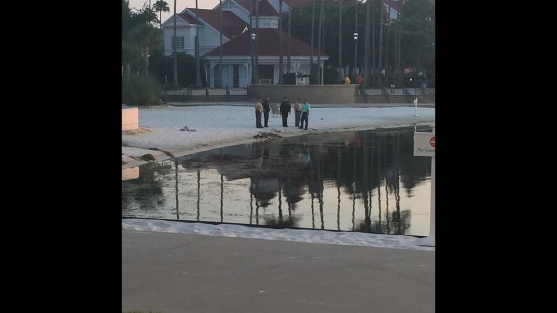 Disney Alligator Attack May Have Been a Perfect Storm | wnep.com