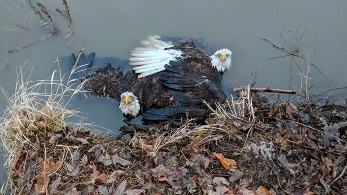 Tangled Eagles Rescued From River Near Bloomsburg | wnep.com