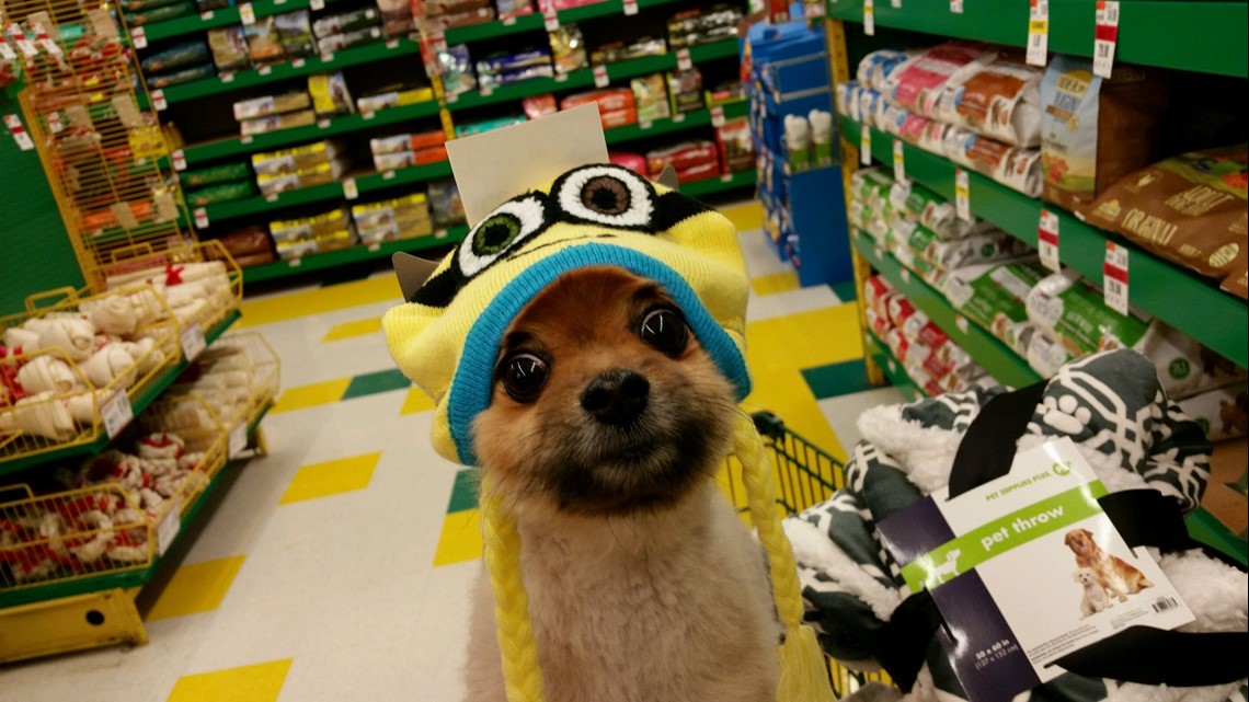 Pet Slideshow: January 2018 | wnep.com