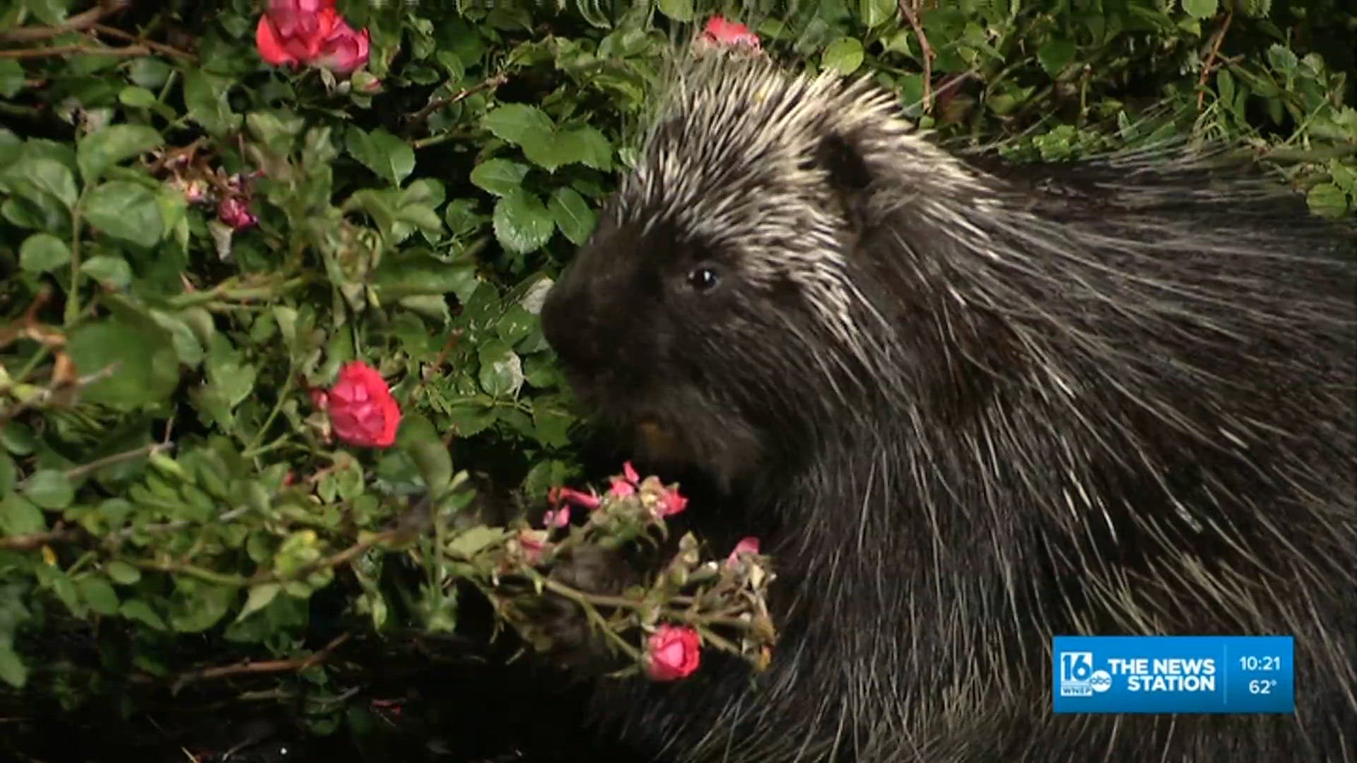 The porcupine makes an appearance in the WNEP backyard again! | wnep.com