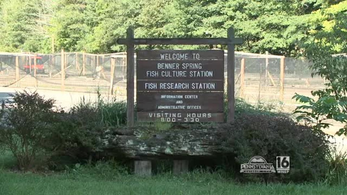 Benner Spring Trout Spawning | wnep.com