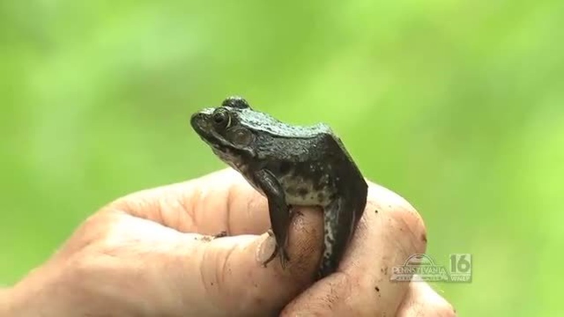 Frog and Salamander search with Rick Koval | wnep.com