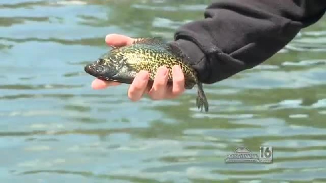 Lake Winola Panfishing | wnep.com