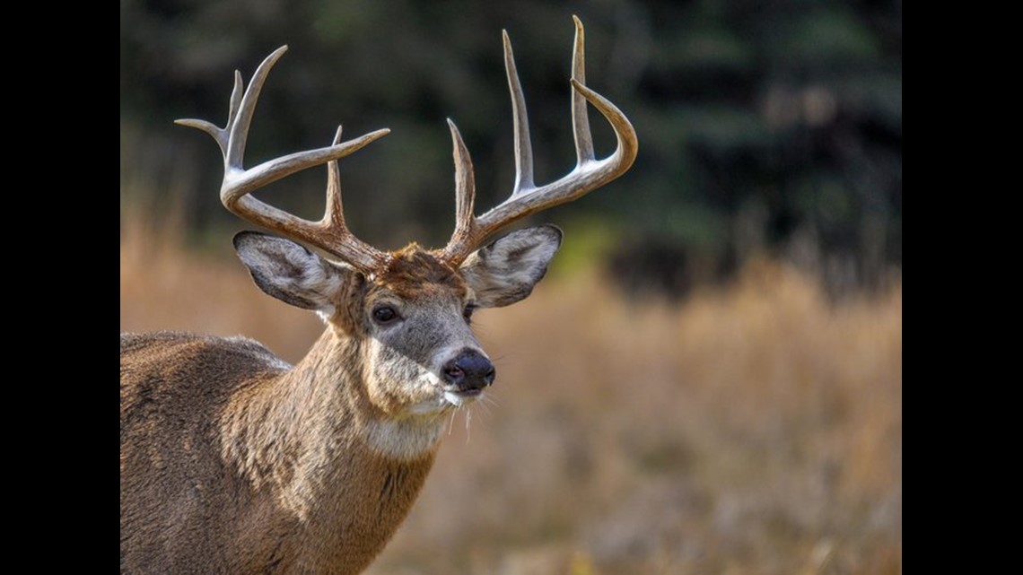 CDC Warns Hunters After Man Likely Contracted Tuberculosis From Deer ...