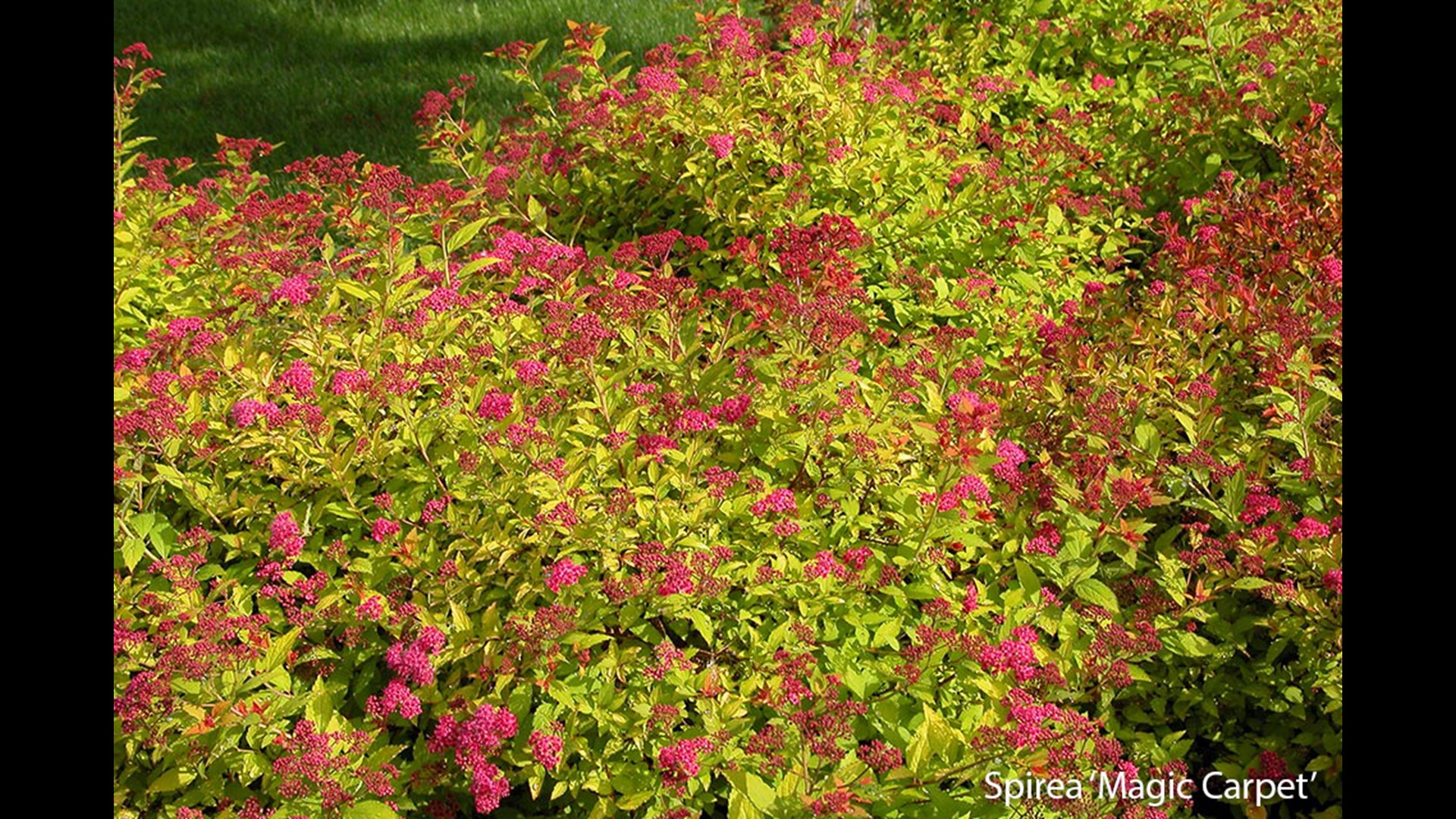 Beautify Your Backyard: Early June Blooms | wnep.com